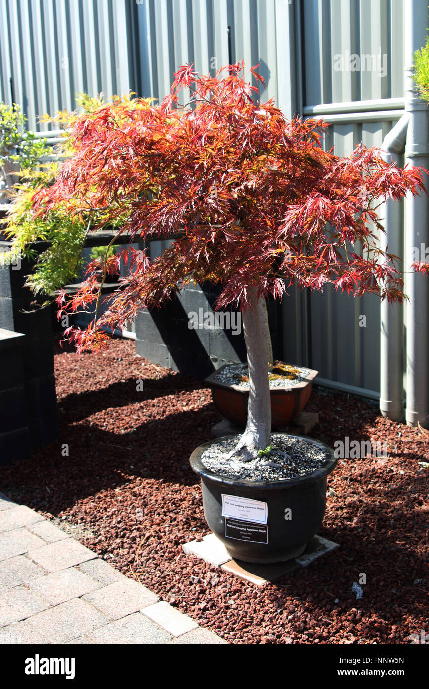 Weeping Japanese Maple Garden