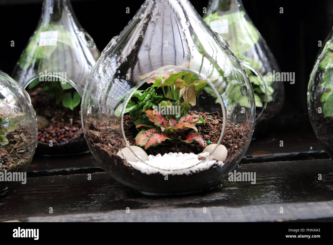 Terrariums with plants inside glass jar Stock Photo - Alamy