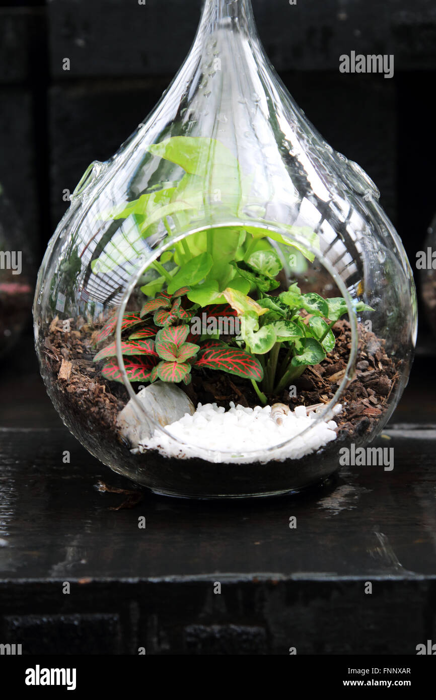 Terrariums hi-res stock photography and images - Alamy