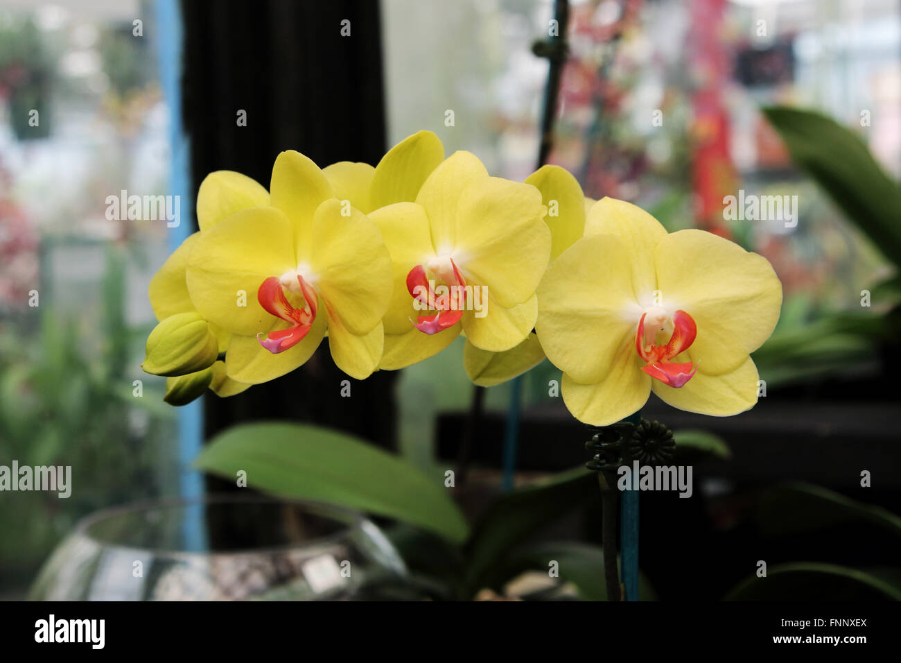 Close up of Yellow moth orchid or known as Phalaenopsis orchid Stock ...