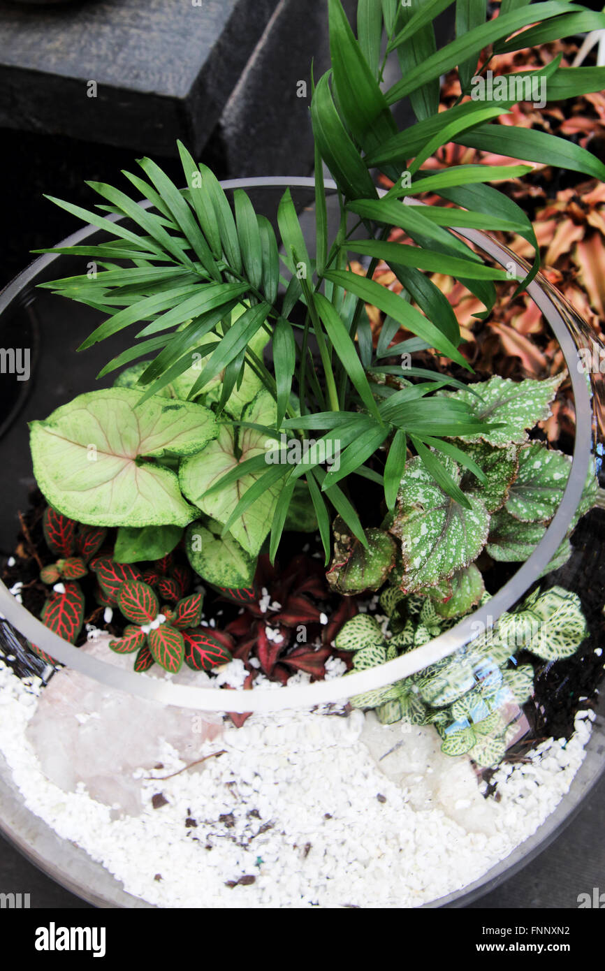 Glass plant terrarium hi-res stock photography and images - Alamy