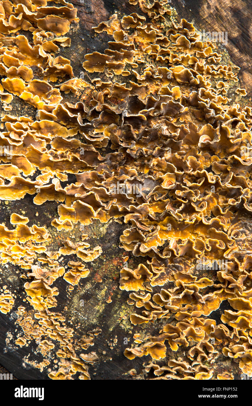 Fungi growing on a fallen Oak tree trunk in woodland around Durham ...