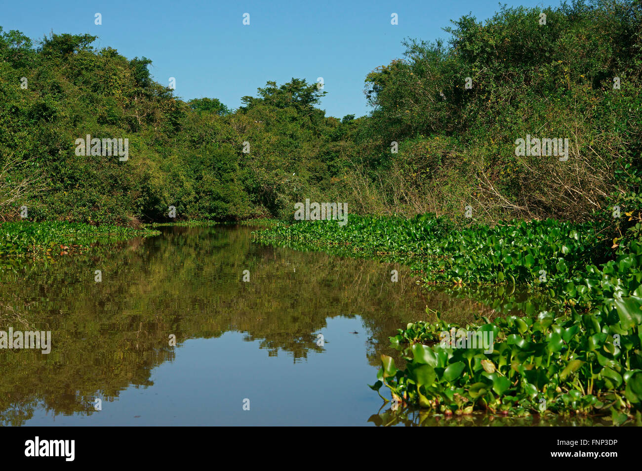 Riverscape Pantanal, Mato Grosso do Sul, Brazil Stock Photo - Alamy