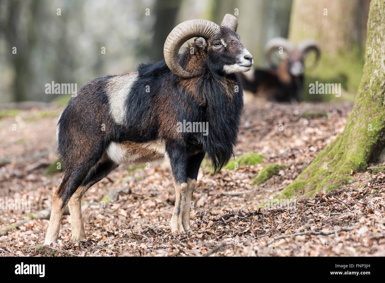European mouflon (Ovis orientalis musimon), Vulkaneifel, Eifel ...