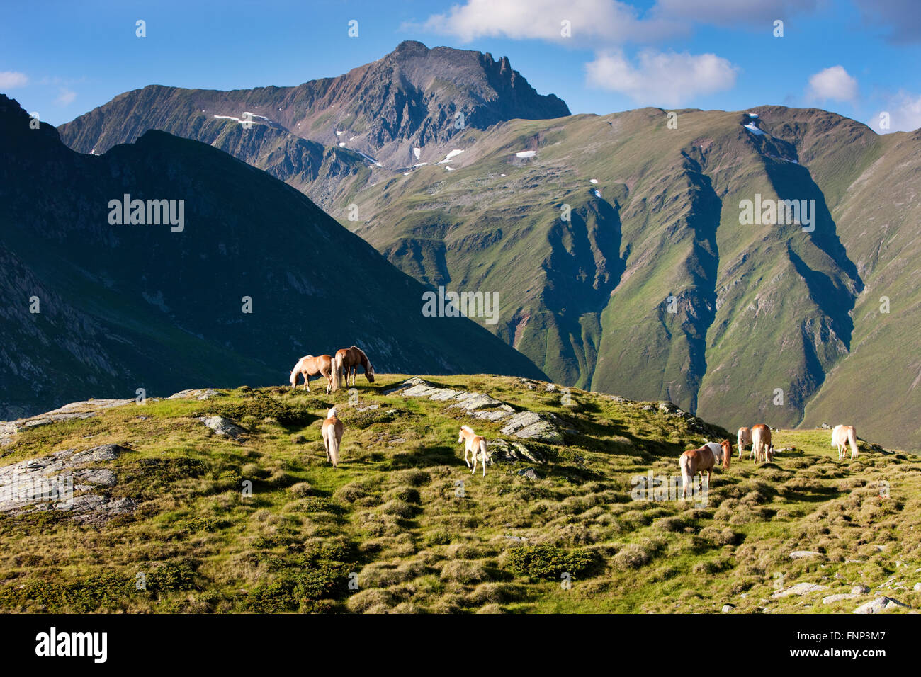 Haflinger on the mountain pasture, sorrel, Stubai Alps, North Tyrol ...