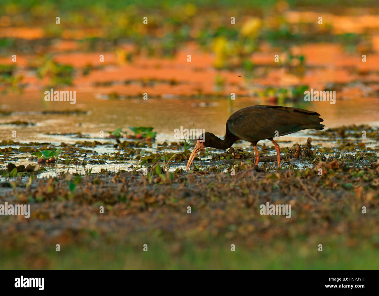 Bare-faced ibis (Phimosus infuscatus) in water plants, adult, Pantanal ...