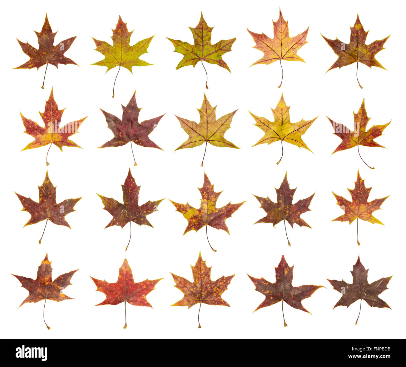 The set of 20 pieces of beautiful maple leaves isolated on white ...
