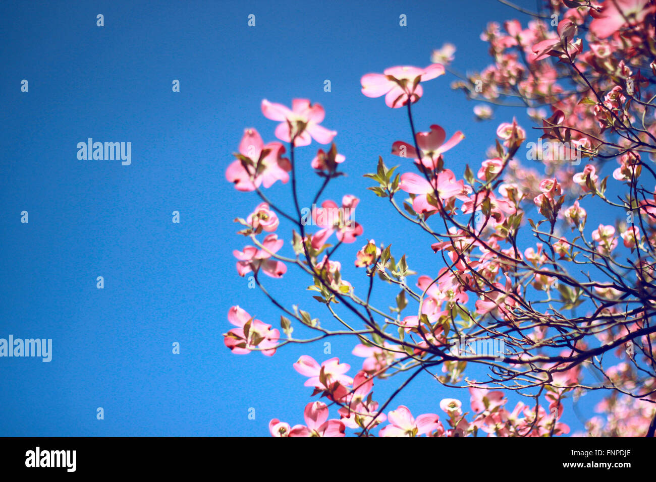 Blooming and breathing Stock Photo - Alamy