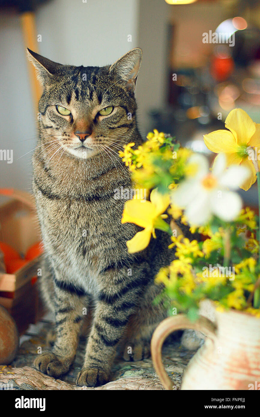 Cat with flowers Stock Photo - Alamy