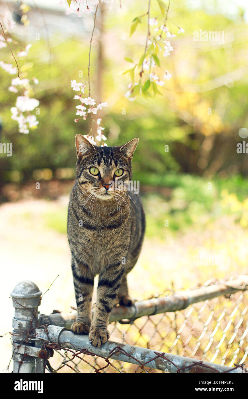 Cat with spring flowers hi-res stock photography and images - Alamy