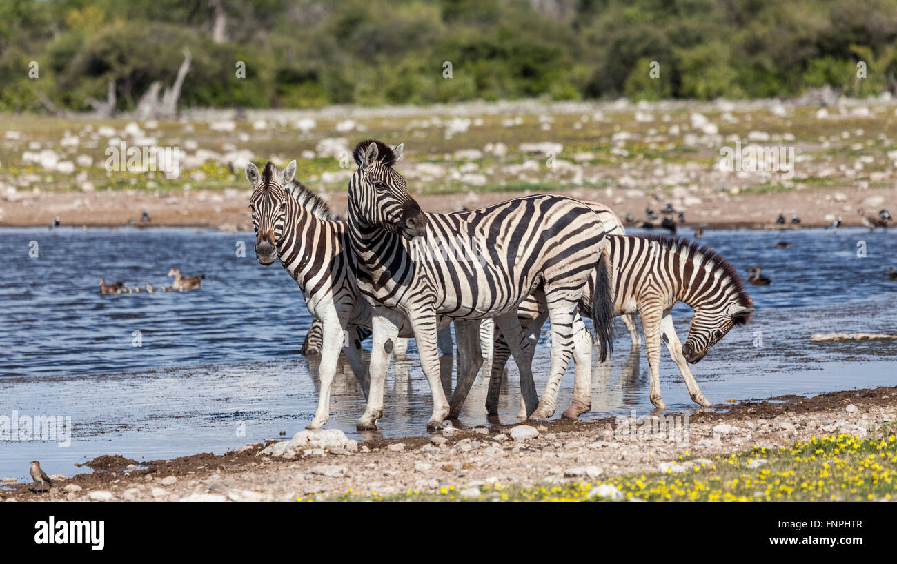 Zebra shadow hi-res stock photography and images - Alamy