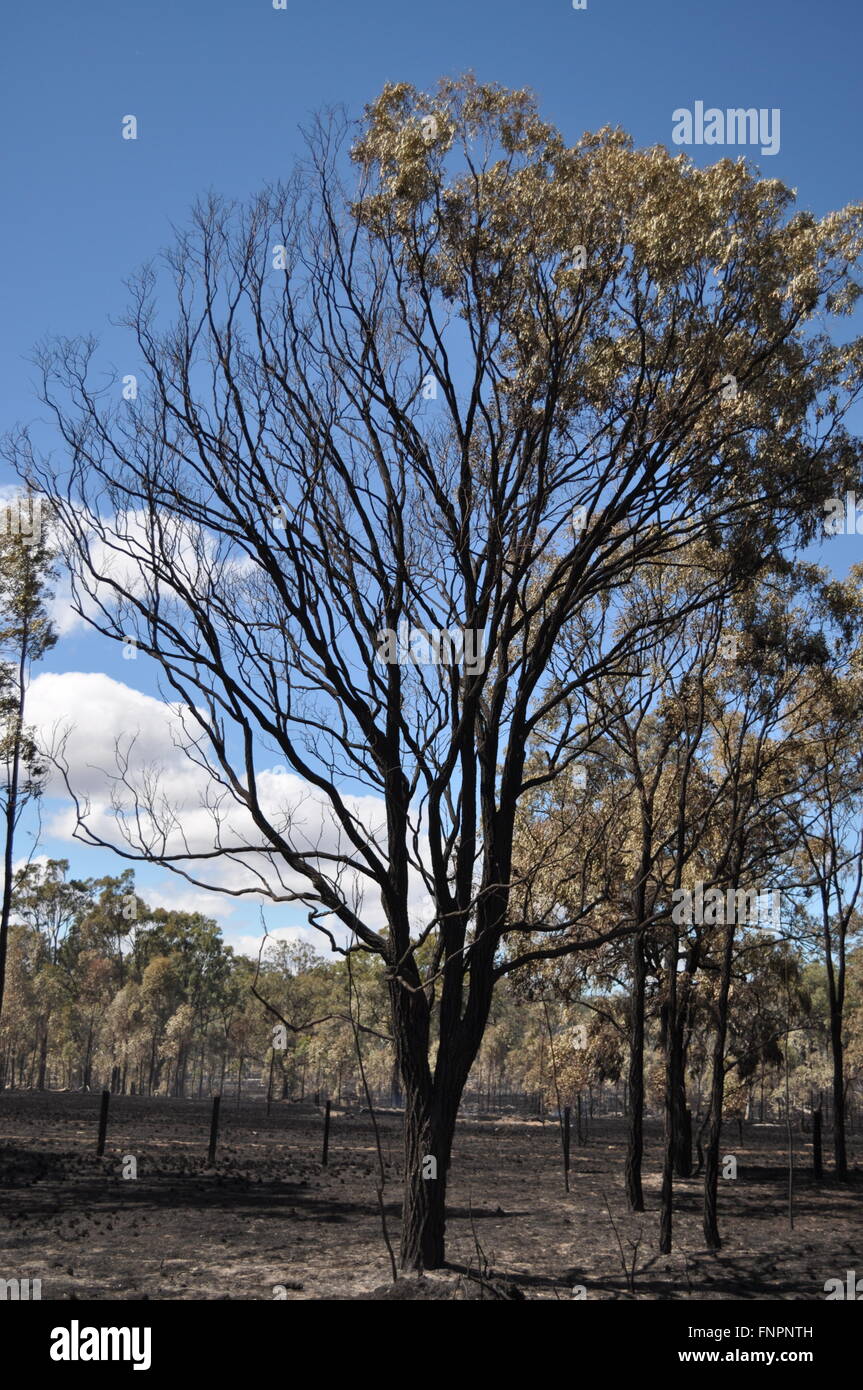 Half Burnt Tree in Rural Australia Stock Photo - Alamy