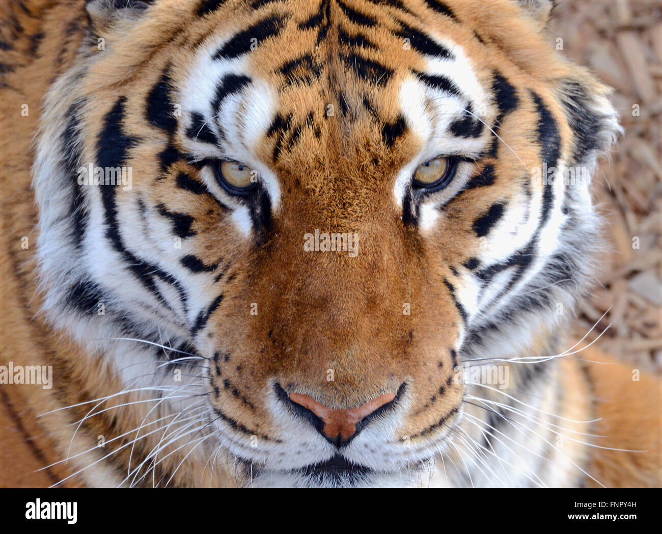 The majestic Tiger, threatened in its native range with only a fraction ...