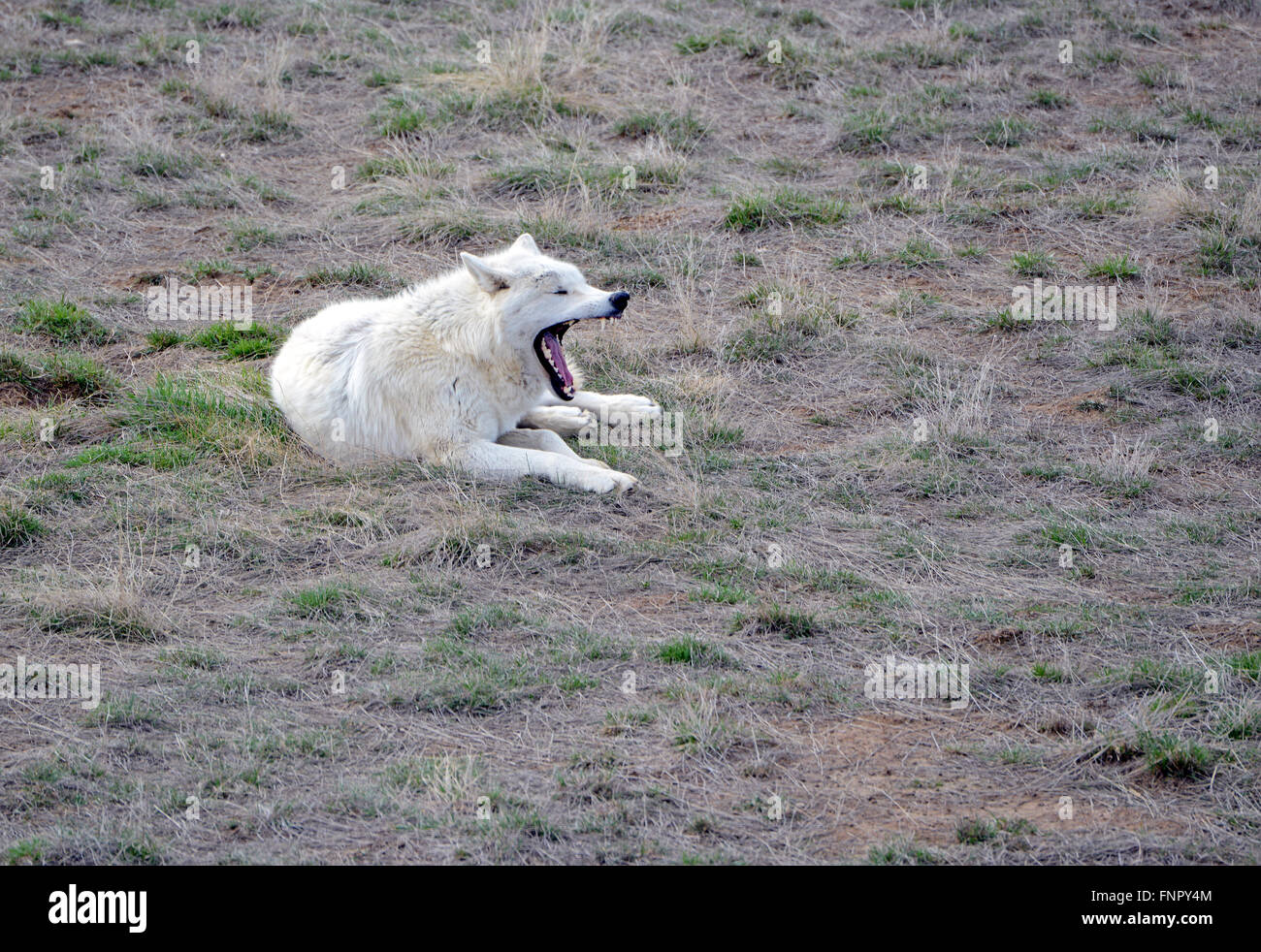 Gray wolf, an endangered species was once common in the U.S., now has a ...
