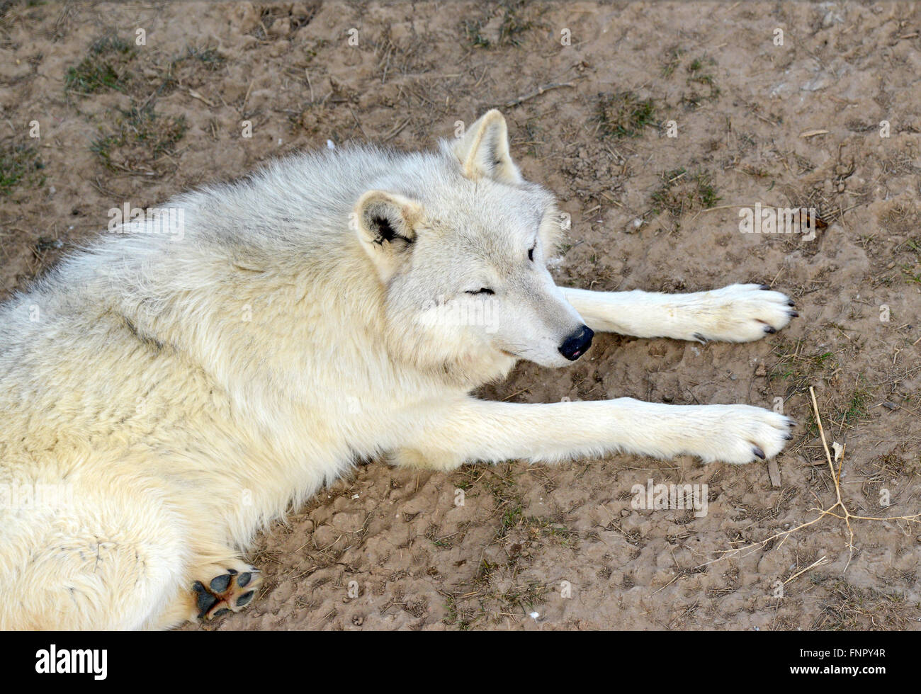 Gray wolf, an endangered species was once common in the U.S., now has a ...