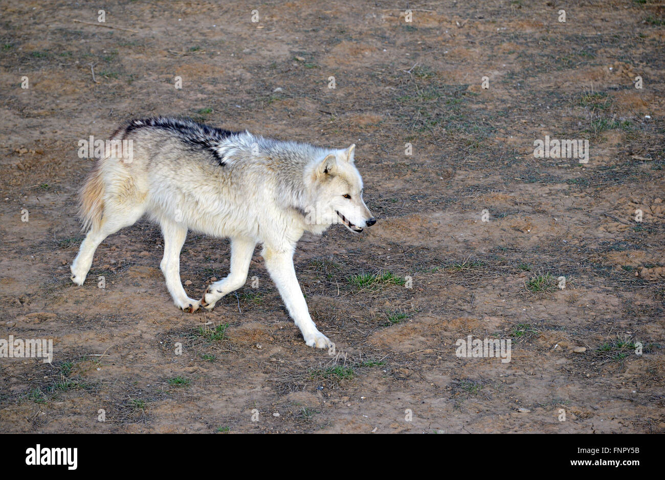 Gray wolf, an endangered species was once common in the U.S., now has a ...