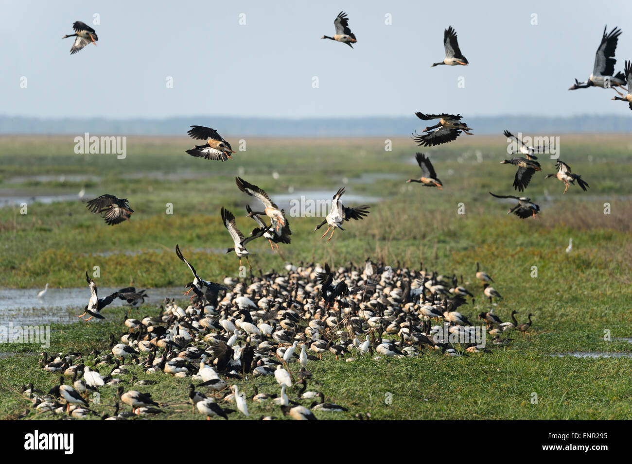 Migrating Magpie Geese (Anseranas semipalmata), Fogg Dam, Northern ...