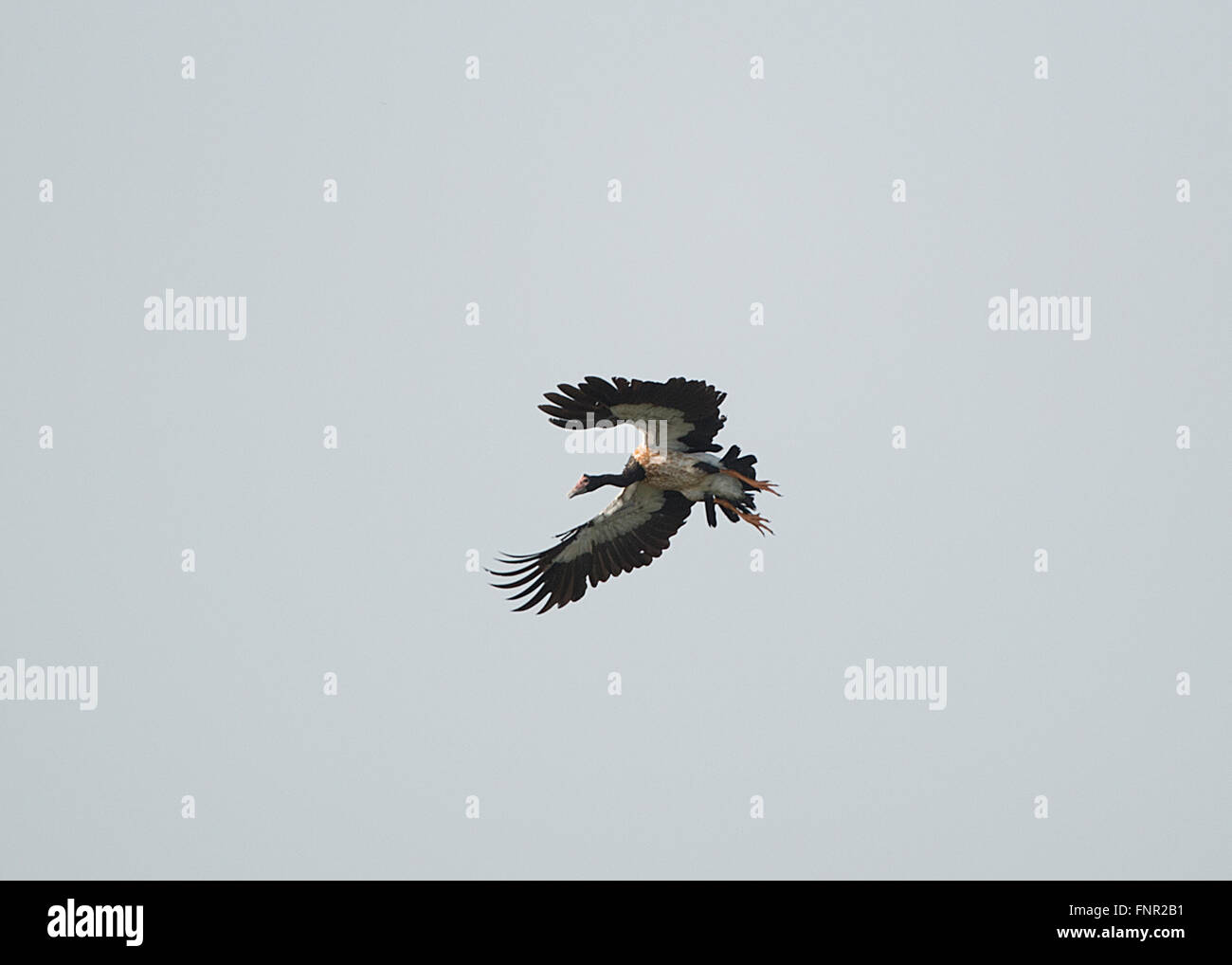 Magpie geese nt hi-res stock photography and images - Alamy