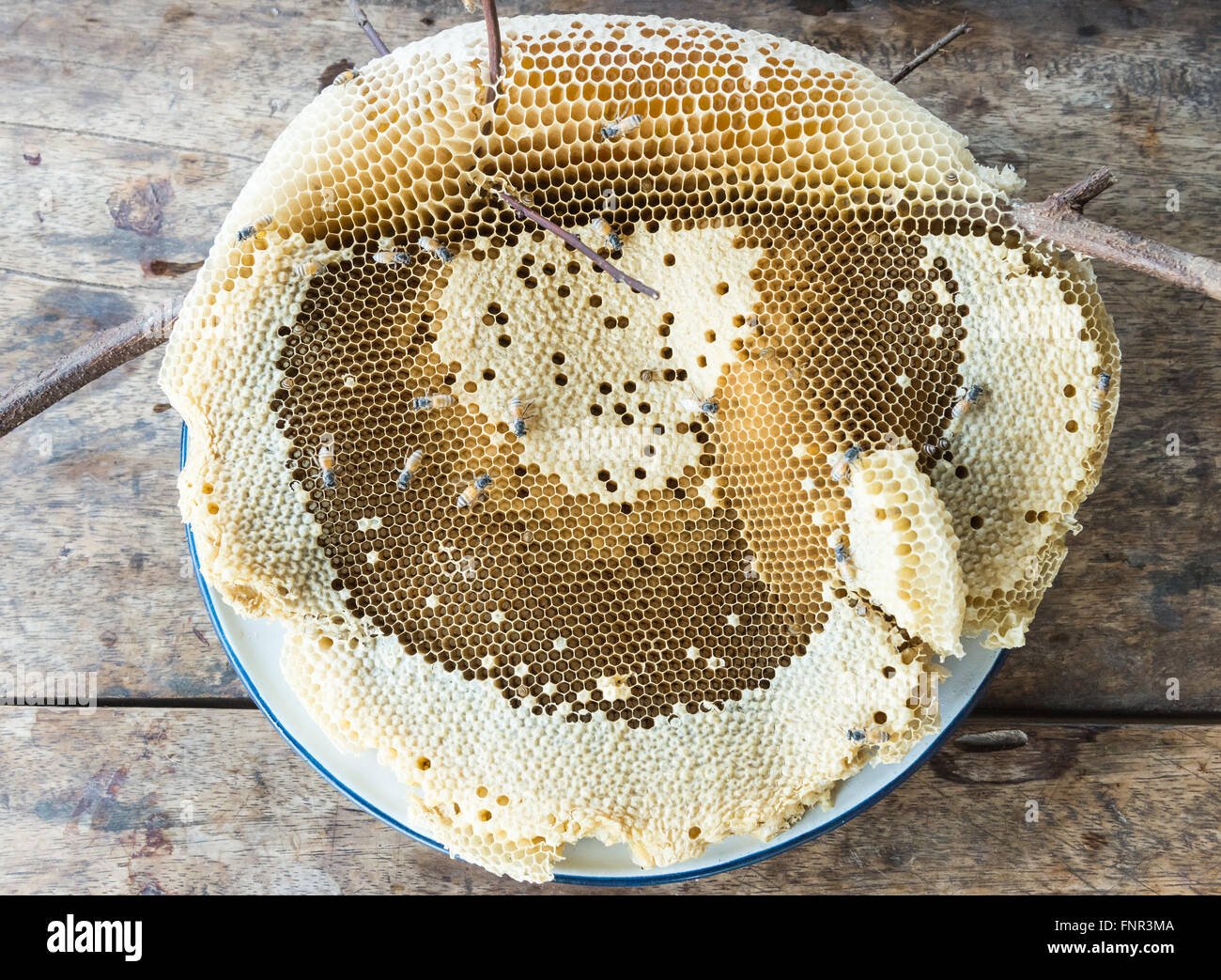 Small honeycomb with branch from the forest Stock Photo - Alamy