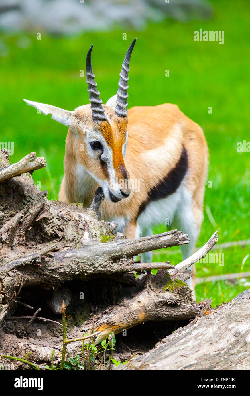lechwe waterbuck looks the right Stock Photo - Alamy