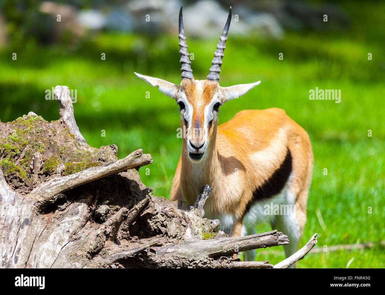 Animal puku wildlife hi-res stock photography and images - Alamy