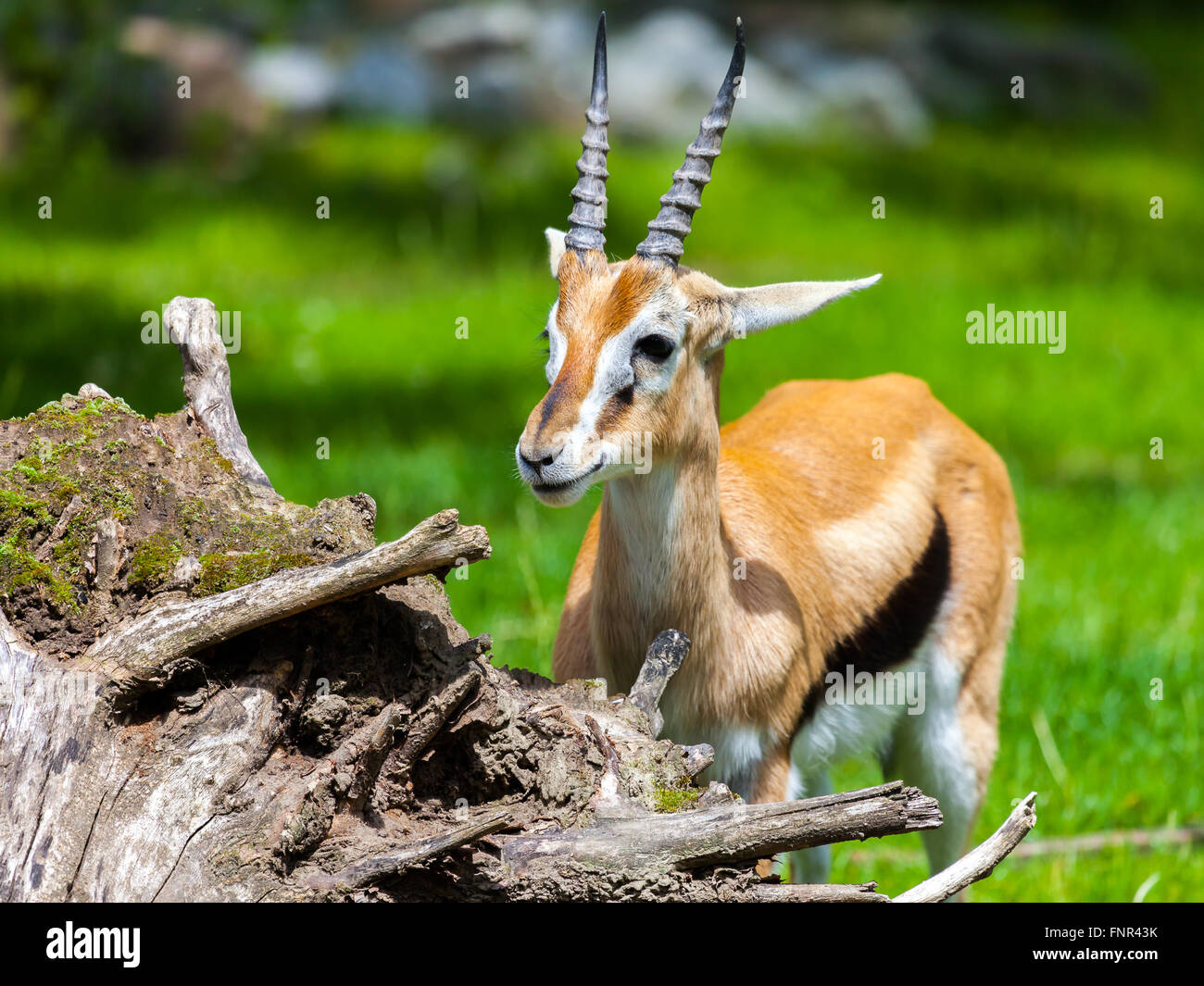 Waterbuck impala hi-res stock photography and images - Alamy