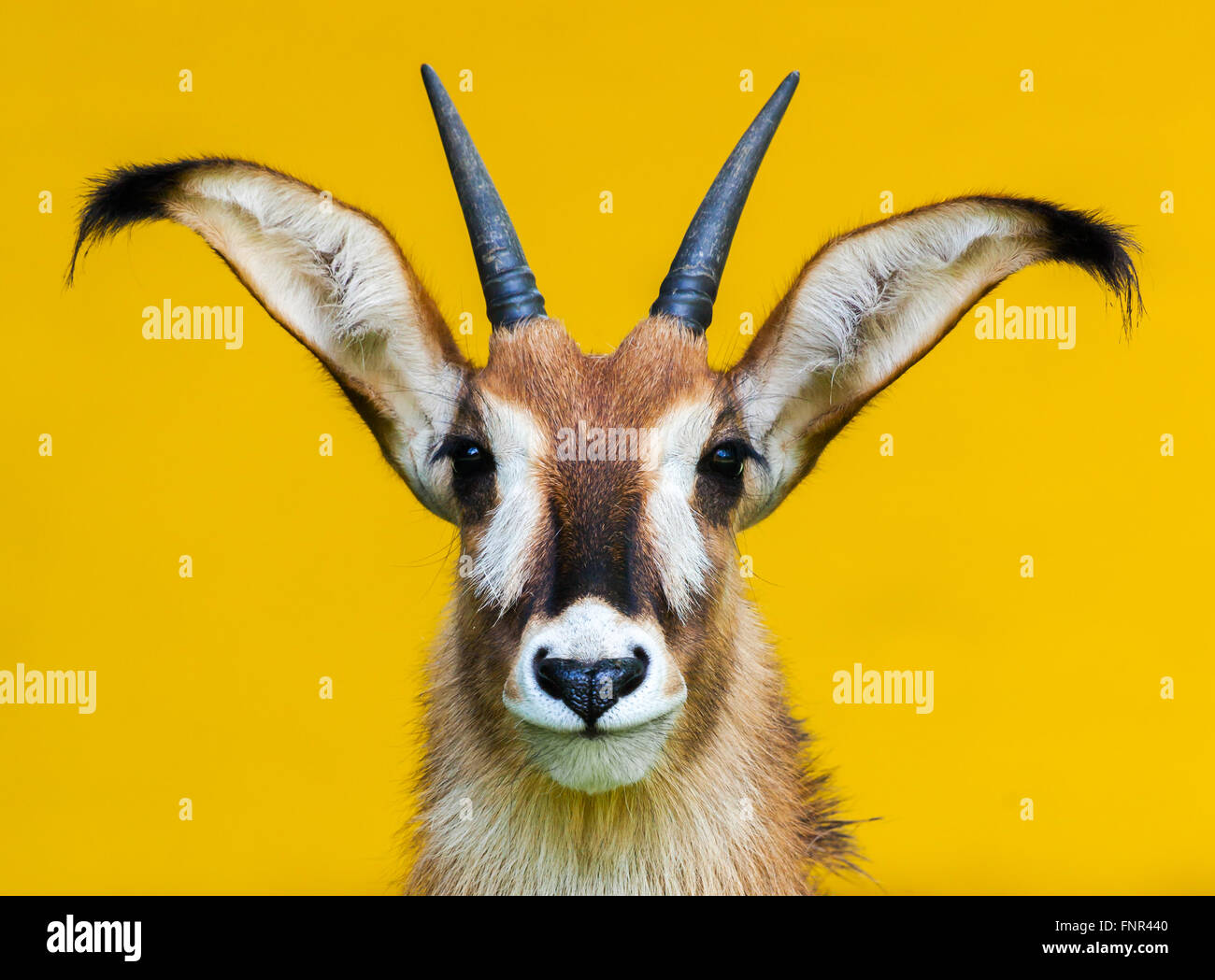 roan antelope portrait on yellow background Stock Photo - Alamy