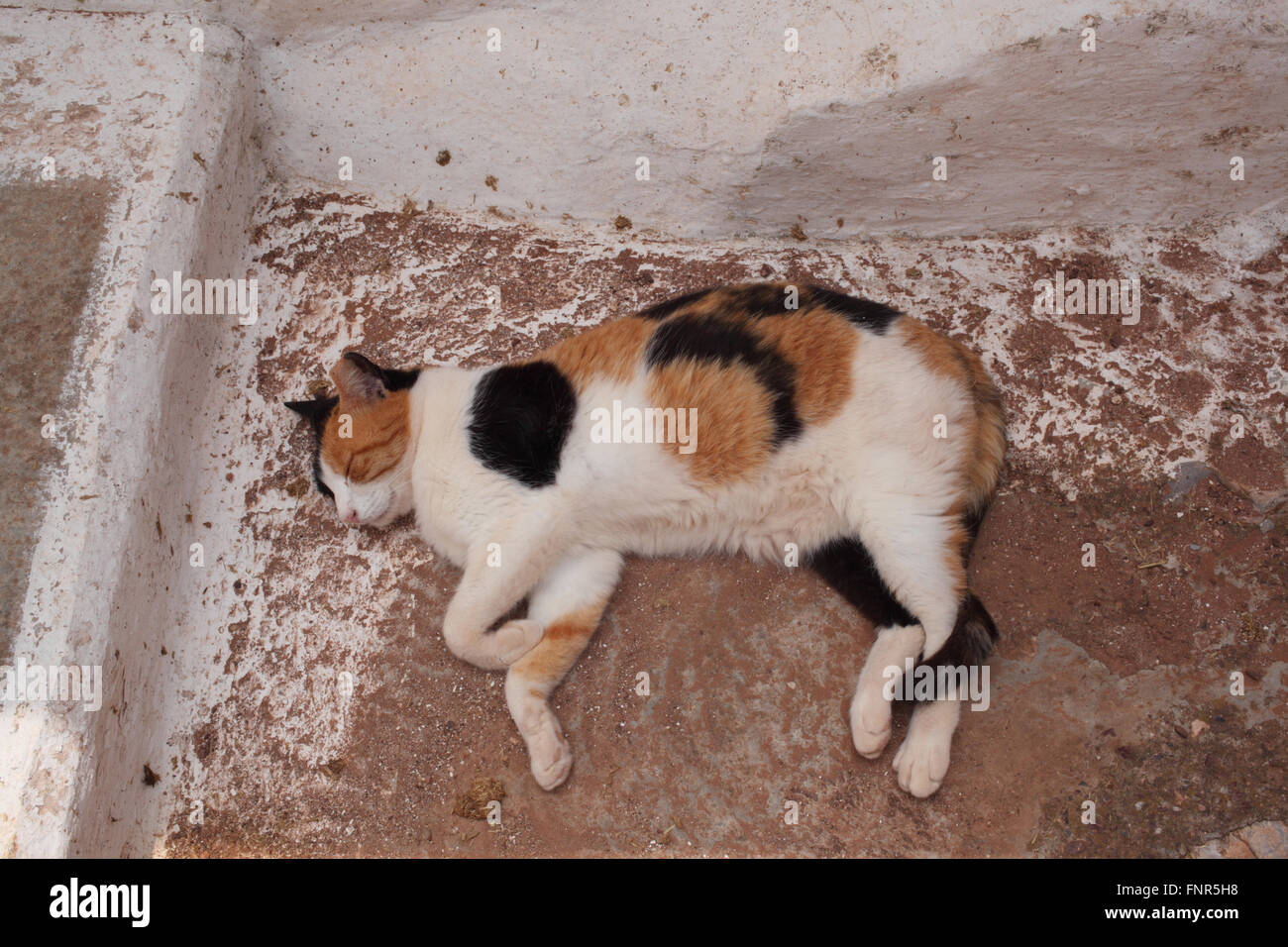 Feral cat greece hi-res stock photography and images - Alamy