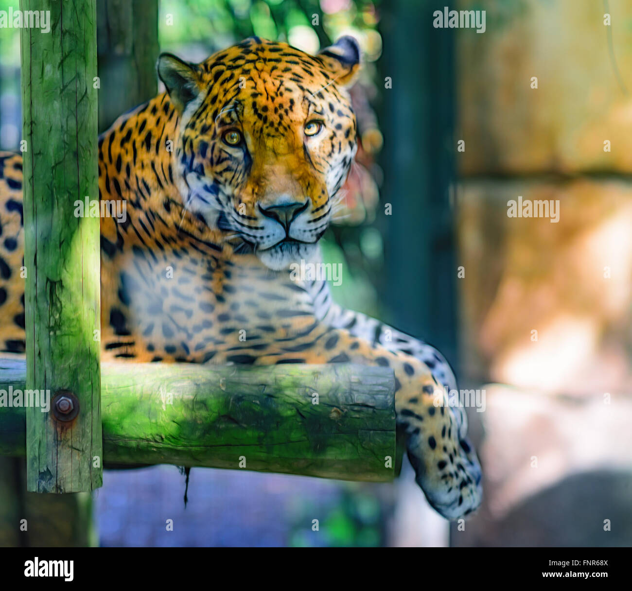 Jaguar amazon rainforest hi-res stock photography and images - Alamy