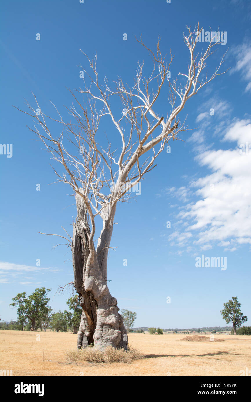 Dead tree in a drought affected paddock near Quirindi, northern SW ...