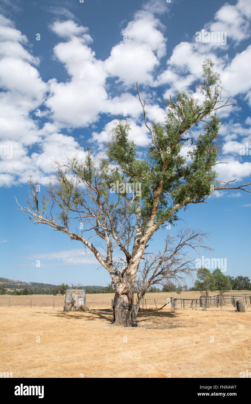 Dying tree in a drought affected field near Quirindi, northern NSW ...