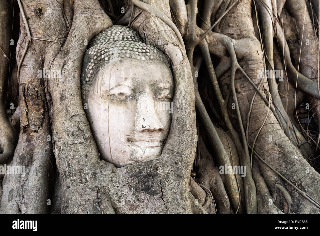 Buddha head in root tree at Wat Mahathat. Ayutthaya, Thailand Stock ...