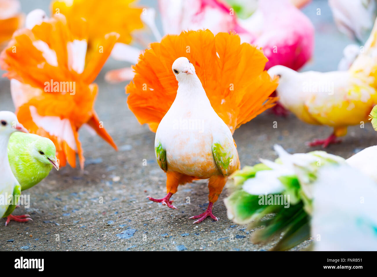 beautiful colourful doves Stock Photo - Alamy