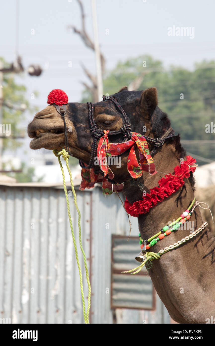 Head of decorated Indian camel Stock Photo - Alamy