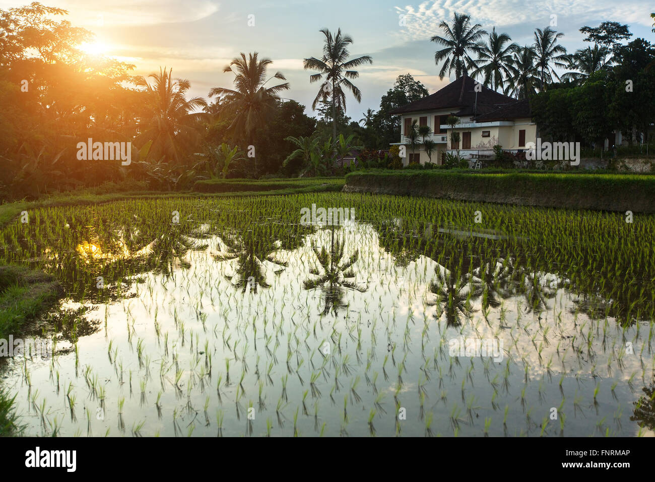 Farm with rice field at sunset Stock Photo - Alamy