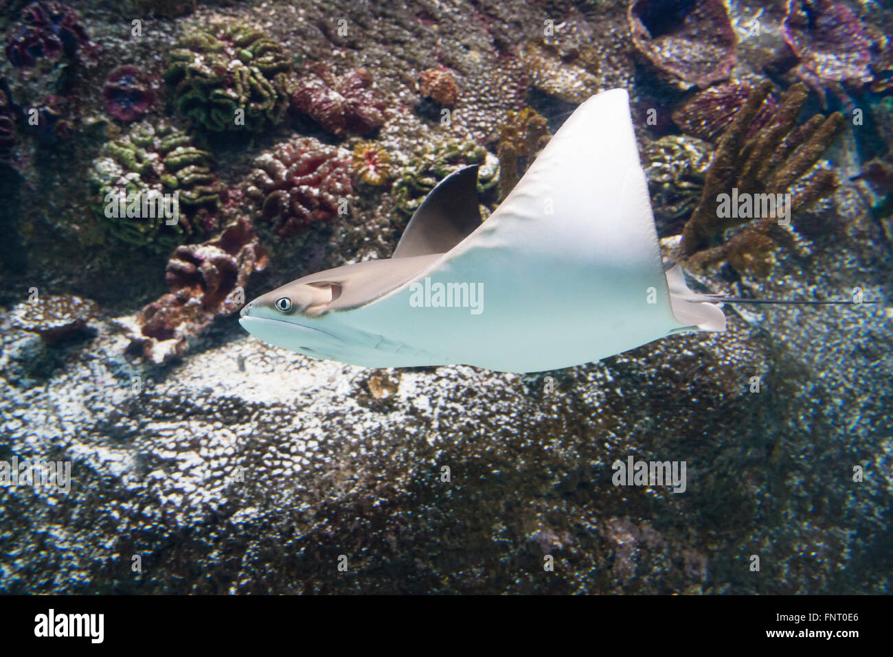 Fish swimming in aquarium animal hi-res stock photography and images ...