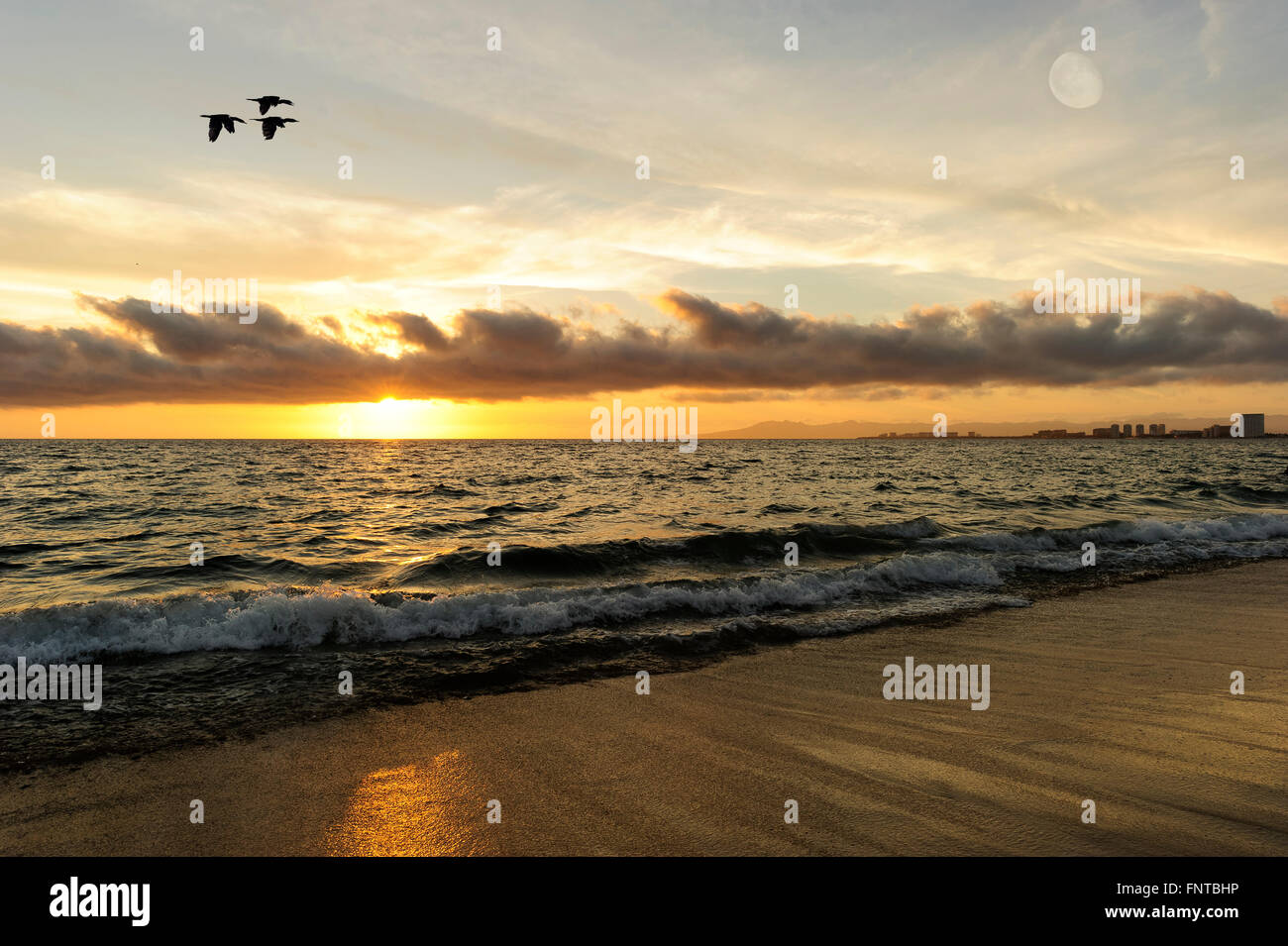 Ocean sunset birds is birds in a flight of freedom and inspiration ...