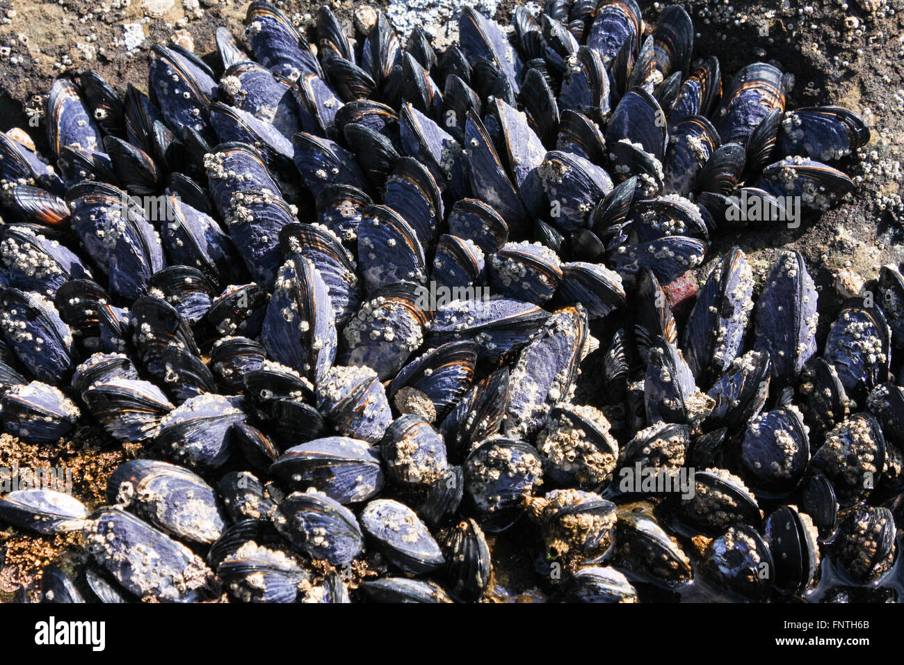 Eulamellibranch hi-res stock photography and images - Alamy