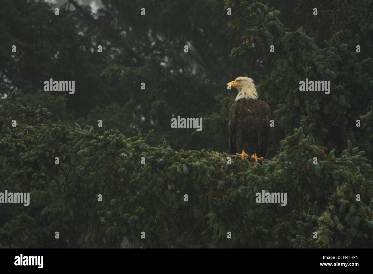 A Bald Eagle on the coast of Vancouver Island, British Columbia Stock ...
