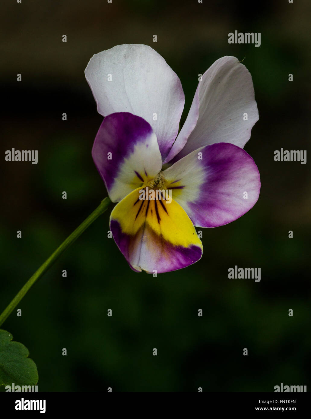 viola flower with stalk and leaf in garden Stock Photo - Alamy
