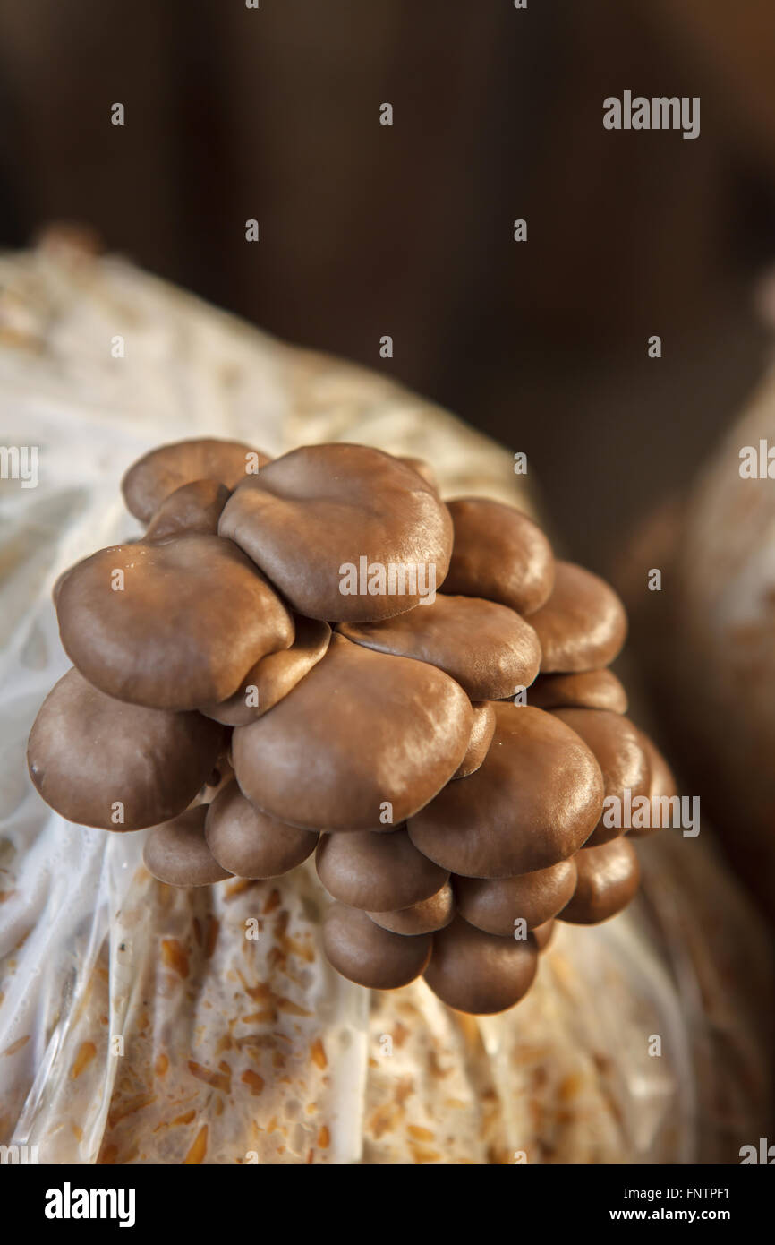 oyster mushrooms grow on a mushroom farm Stock Photo - Alamy