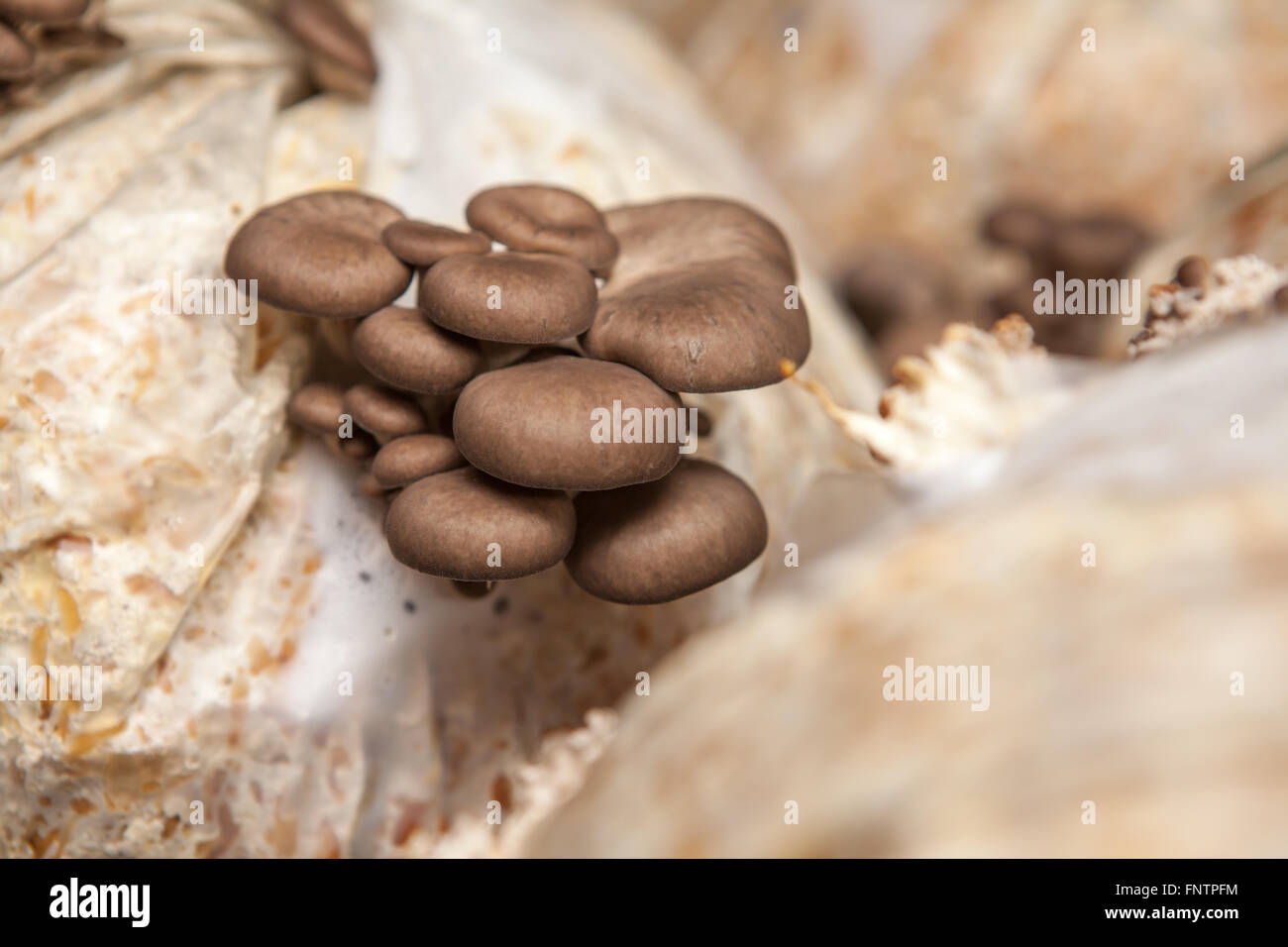 oyster mushrooms grow on a mushroom farm Stock Photo - Alamy