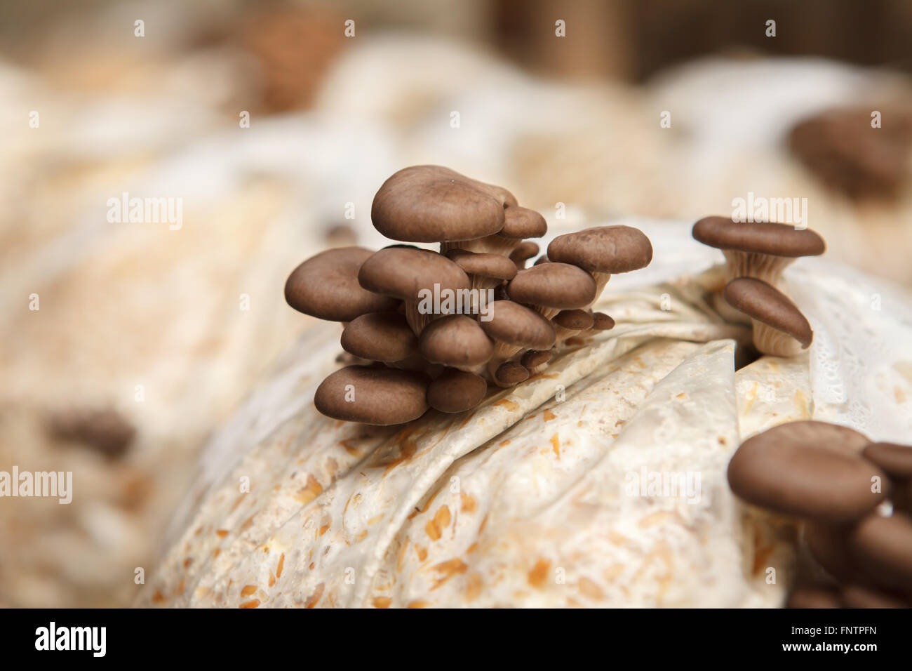 oyster mushrooms grow on a mushroom farm Stock Photo - Alamy