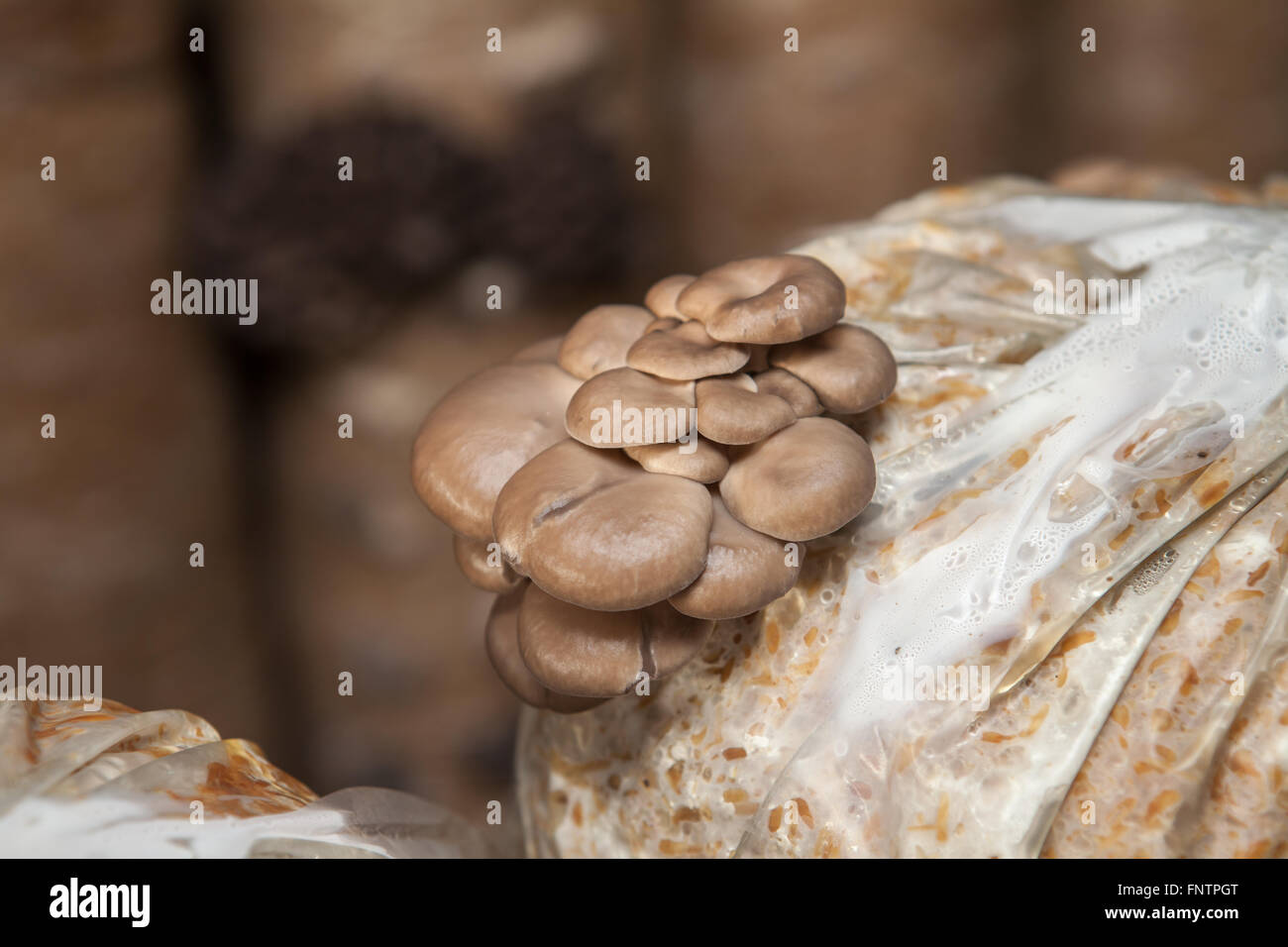 oyster mushrooms grow on a mushroom farm Stock Photo - Alamy