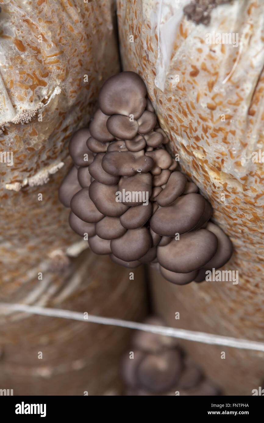 oyster mushrooms grow on a mushroom farm Stock Photo - Alamy