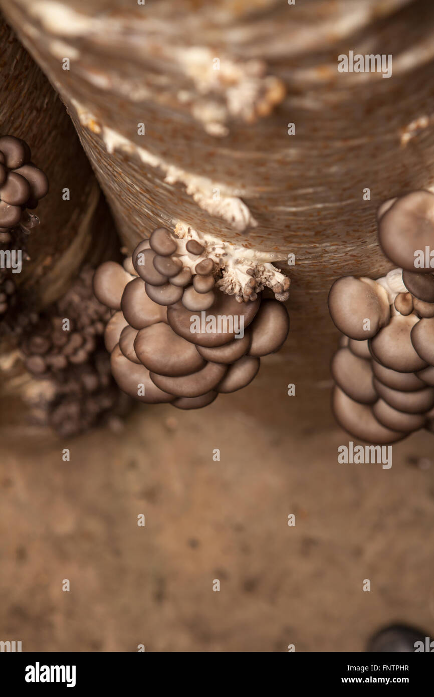 oyster mushrooms grow on a mushroom farm Stock Photo - Alamy