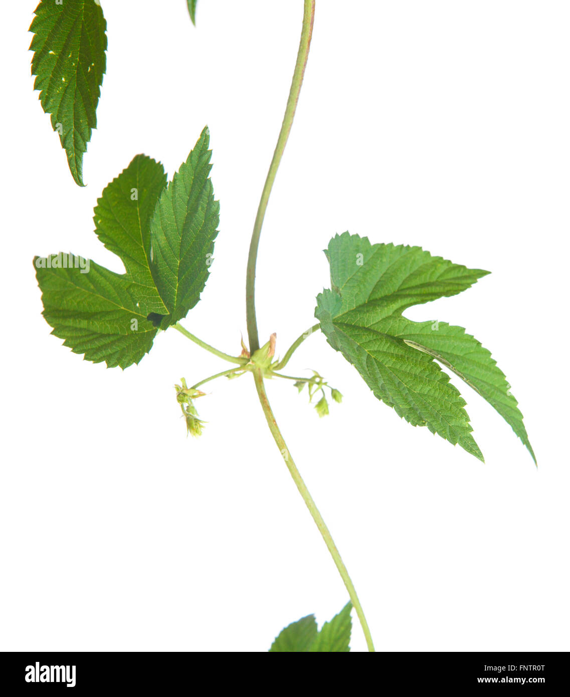 hop leaves on a stem isolated on white background Stock Photo - Alamy