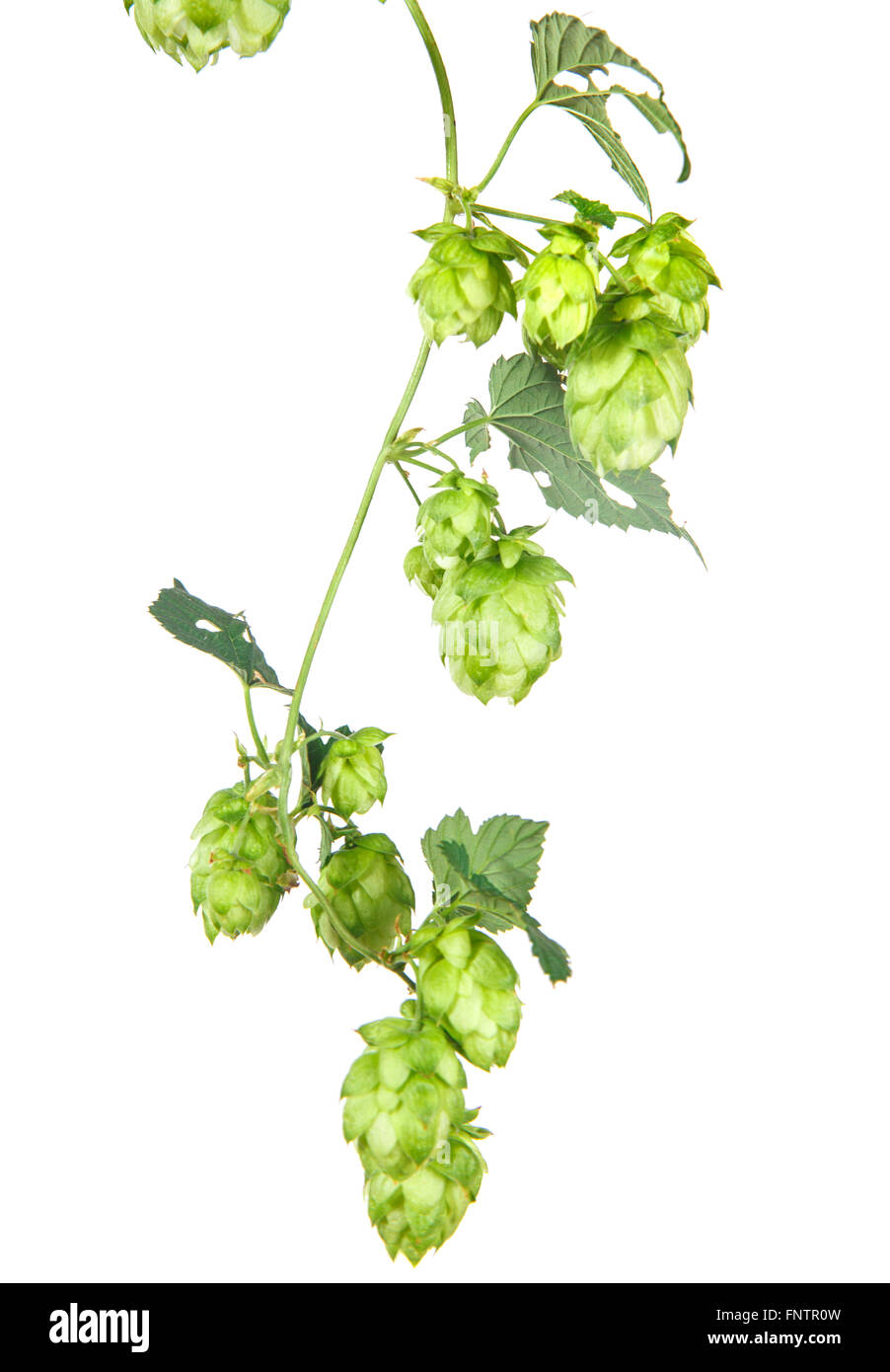 hop leaves on a stem isolated on white background Stock Photo - Alamy