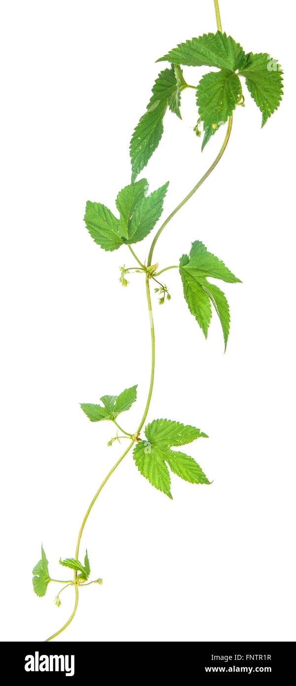 hop leaves on a stem isolated on white background Stock Photo - Alamy