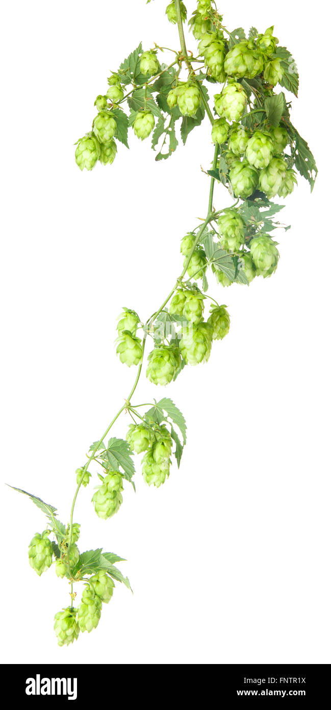 hop leaves on a stem isolated on white background Stock Photo - Alamy